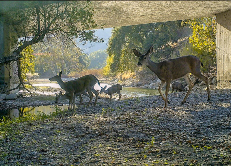 Where the Wild Things Roam: Creating Safer Crossings for Animals and ...