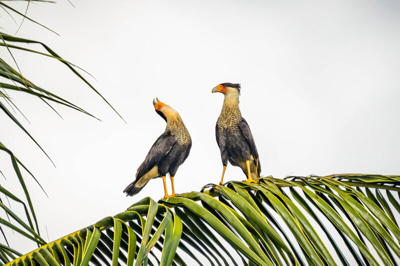On the Lookout to Protect Florida’s Treasured Crested Caracara ...