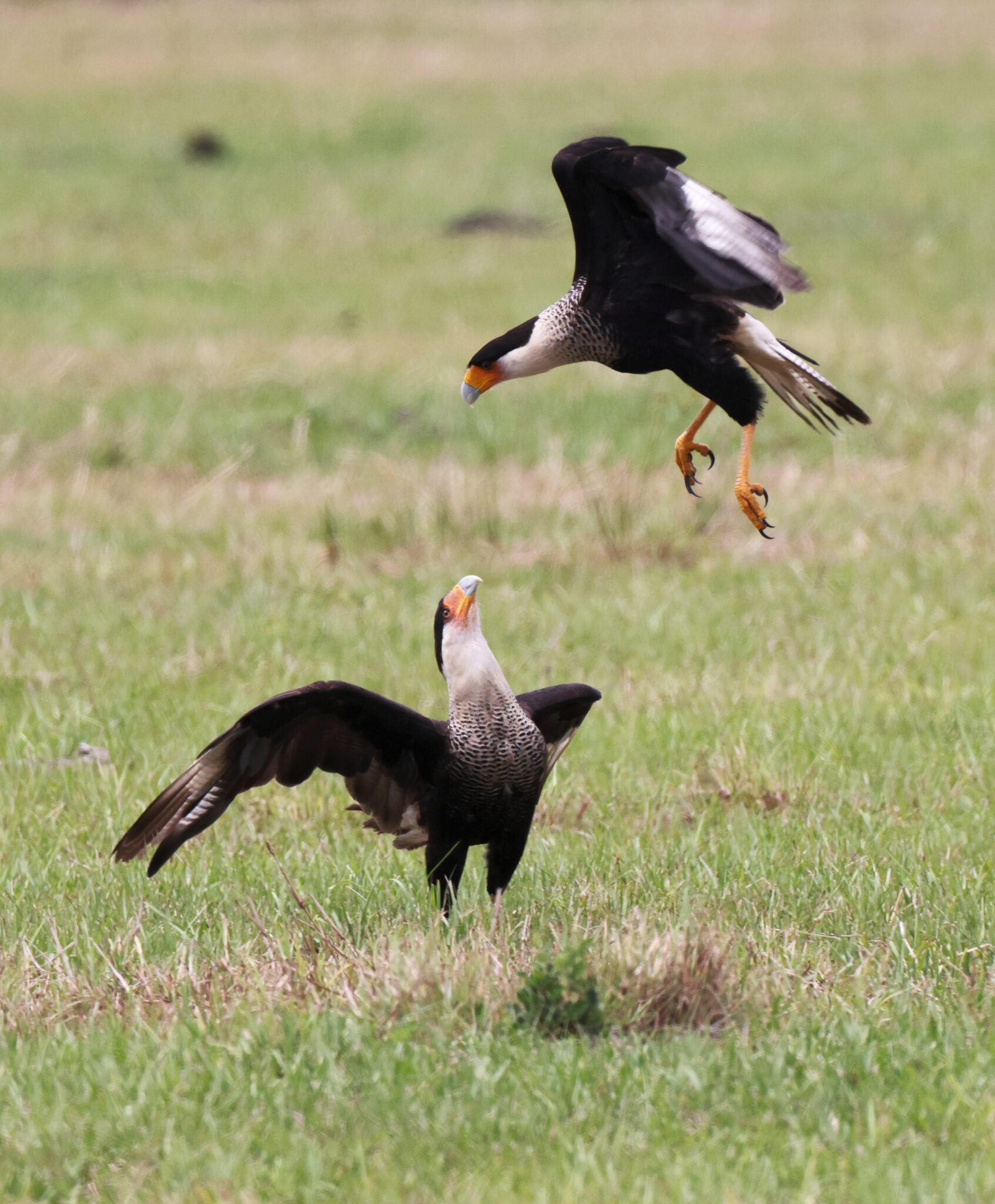 On the Lookout to Protect Florida’s Treasured Crested Caracara ...