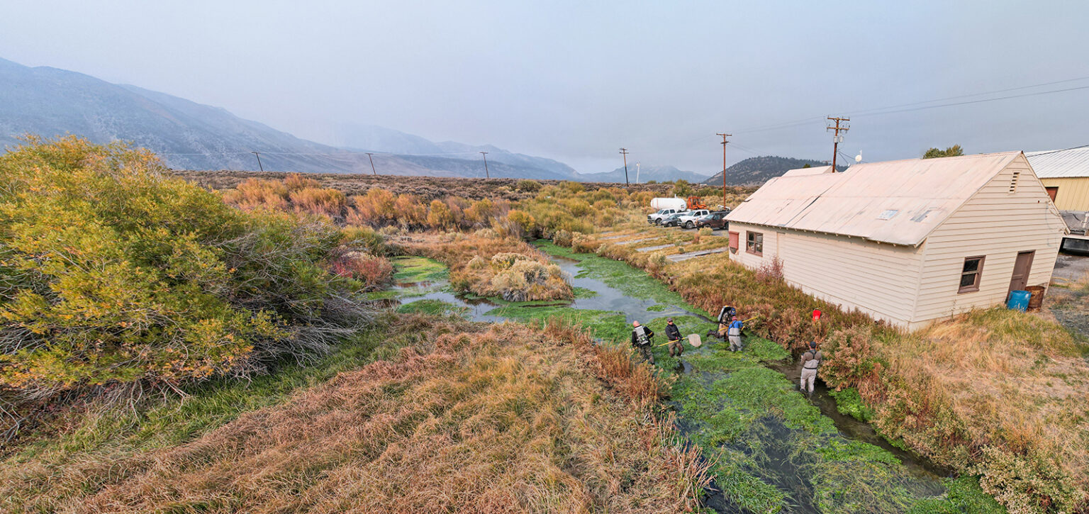 Owens Tui Chub Monitoring