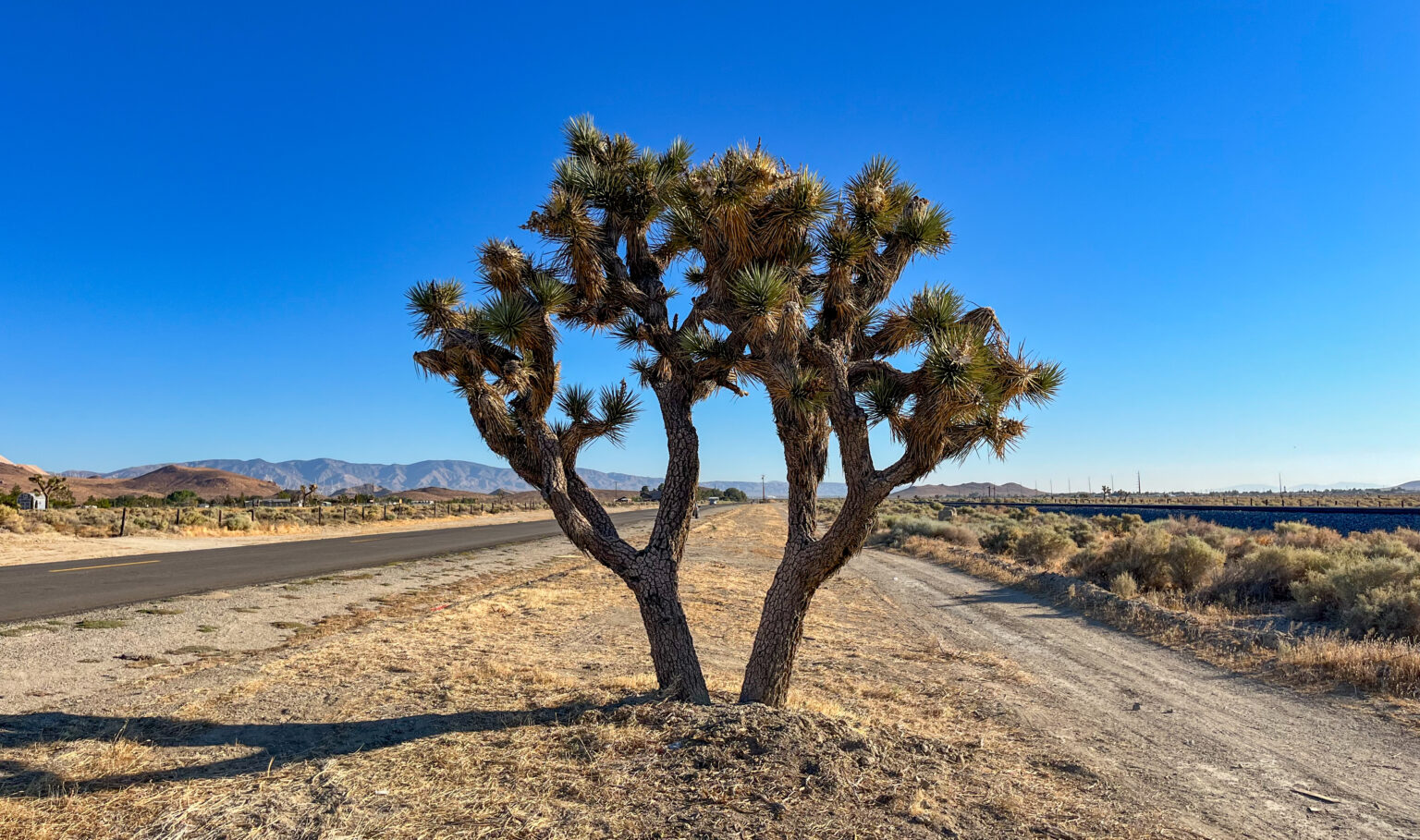 The Western Joshua Tree Conservation Act Permit Process