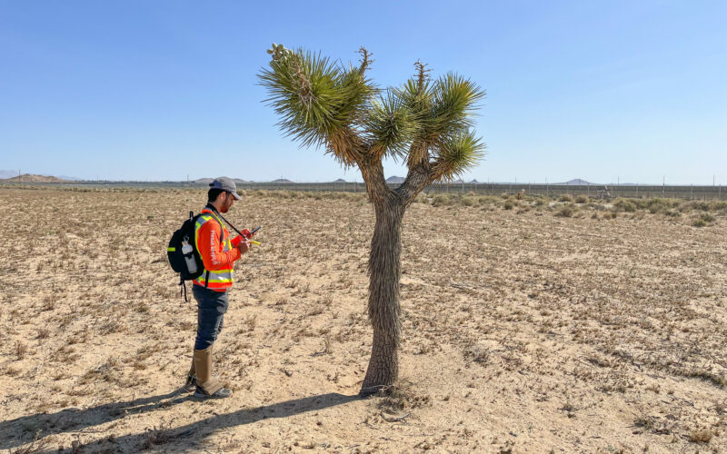 The Western Joshua Tree Conservation Act Permit Process