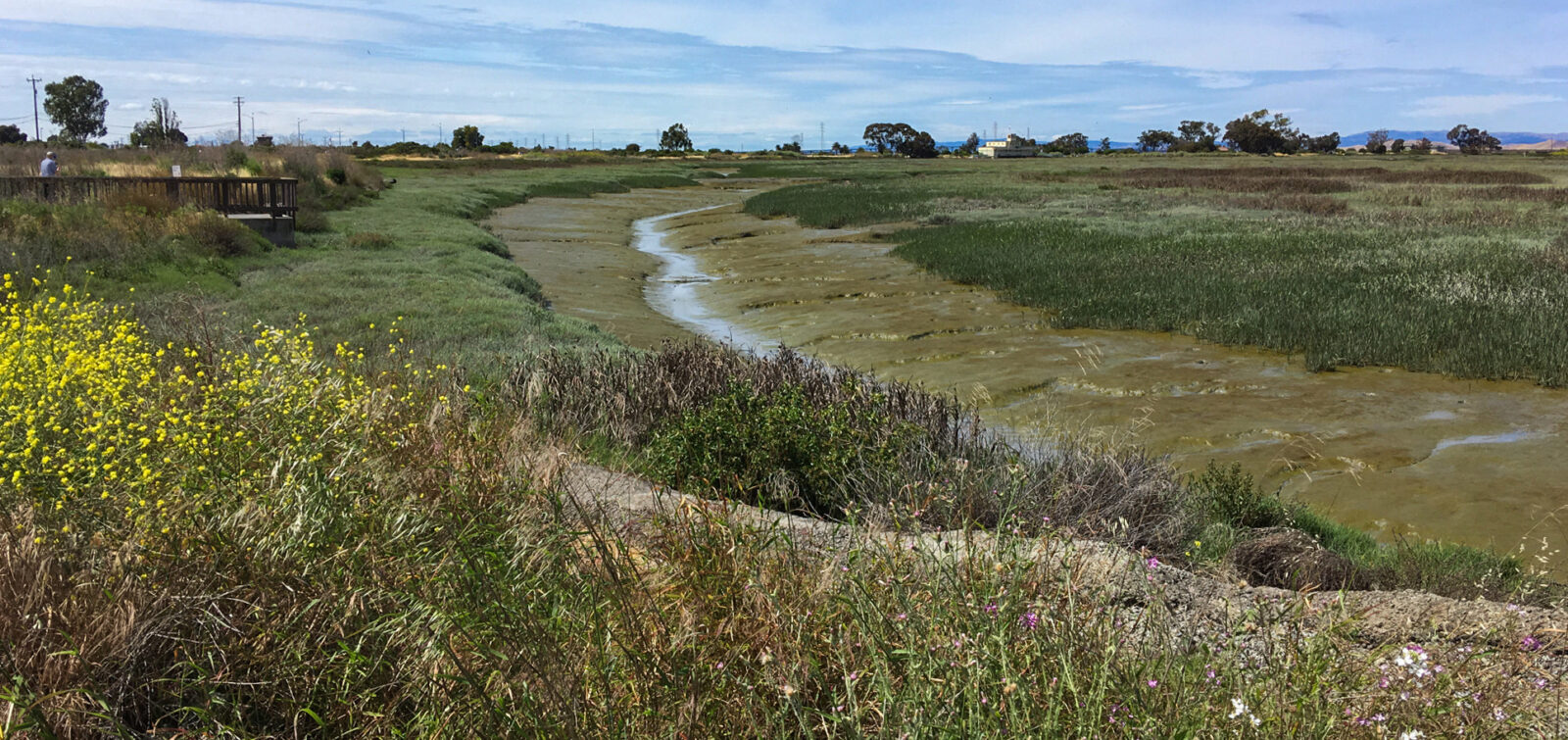 Palo Alto Horizontal Levee — Environmental Science Associates