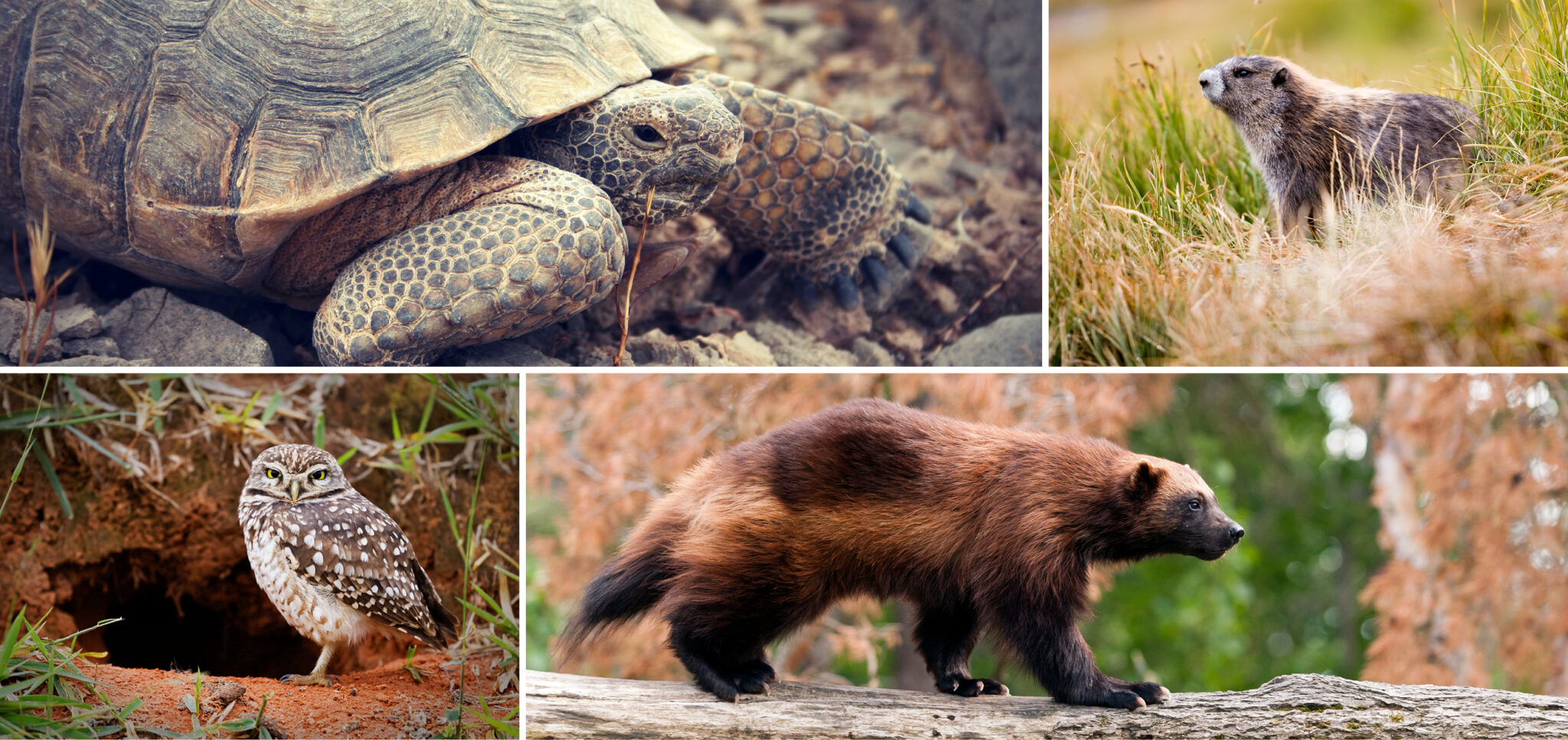 Environmental Science Associates