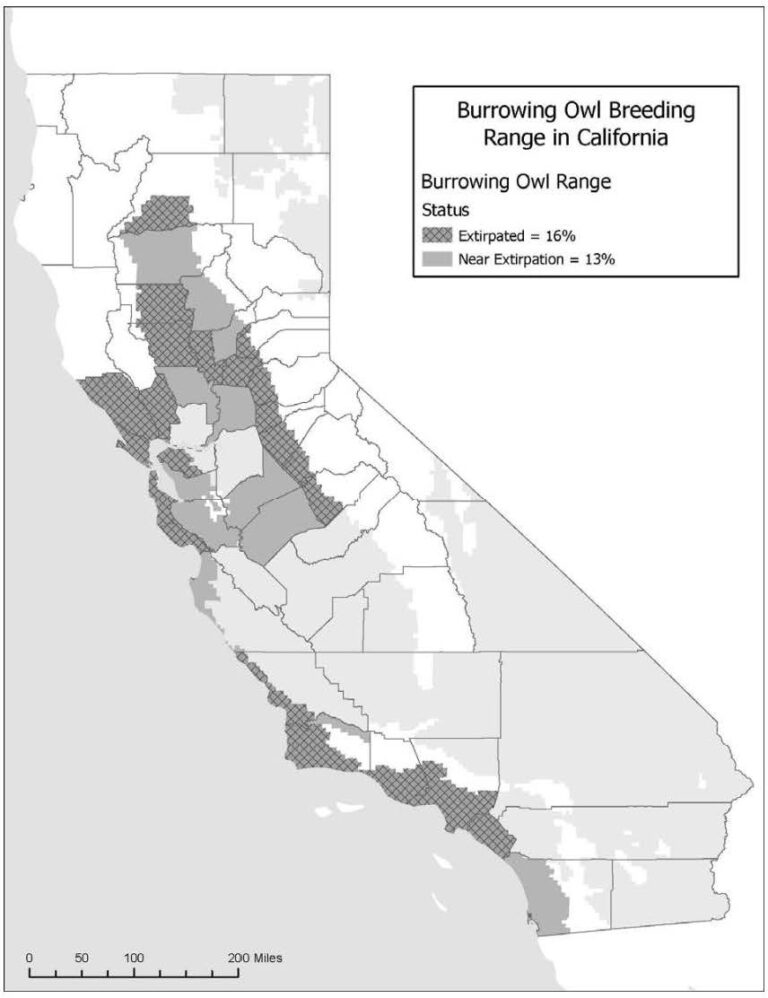 Western Burrowing Owl Listed as a Candidate for California Endangered ...
