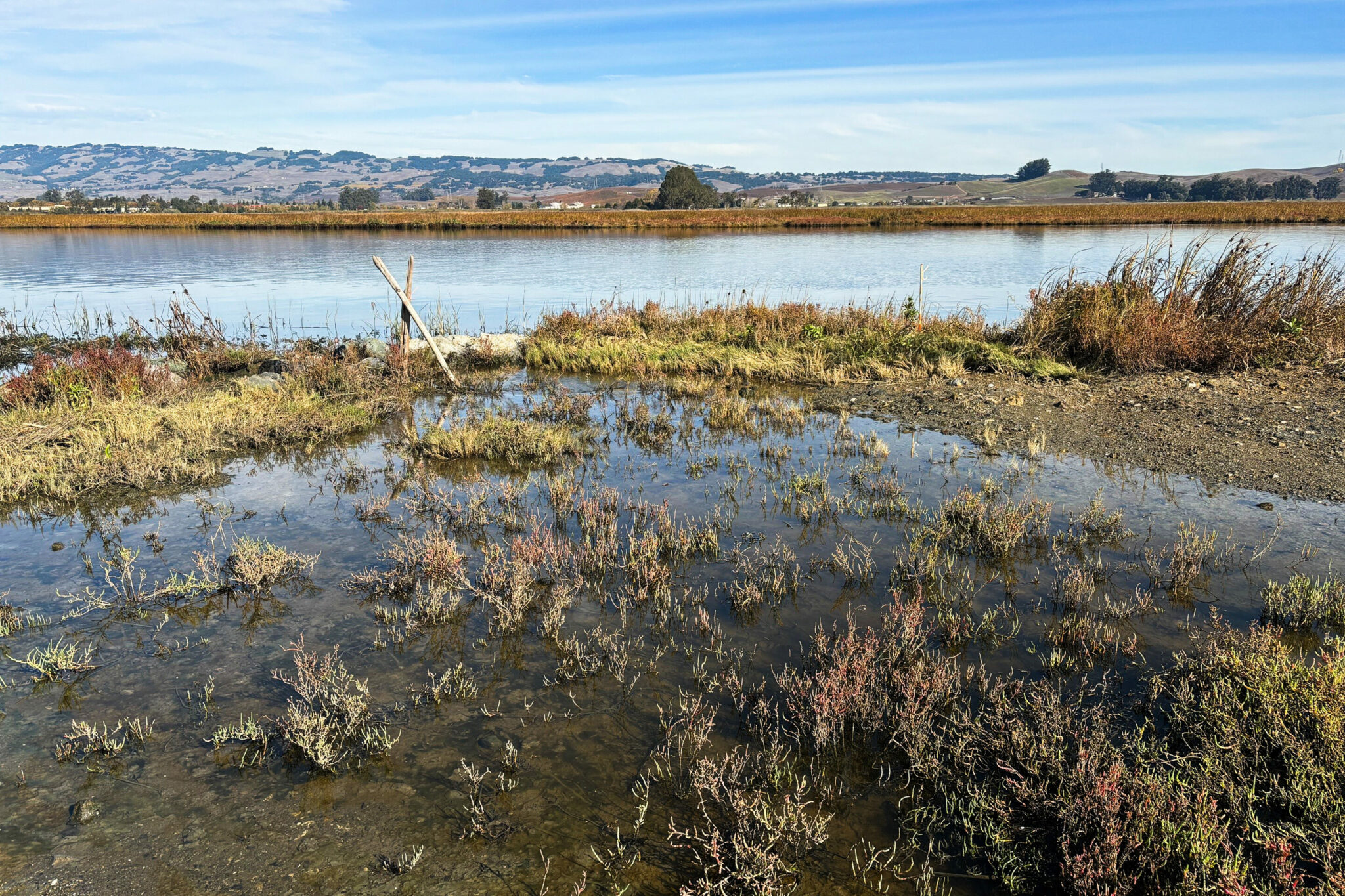 A New Beginning: Petaluma River Mitigation Bank Would be a First for ...