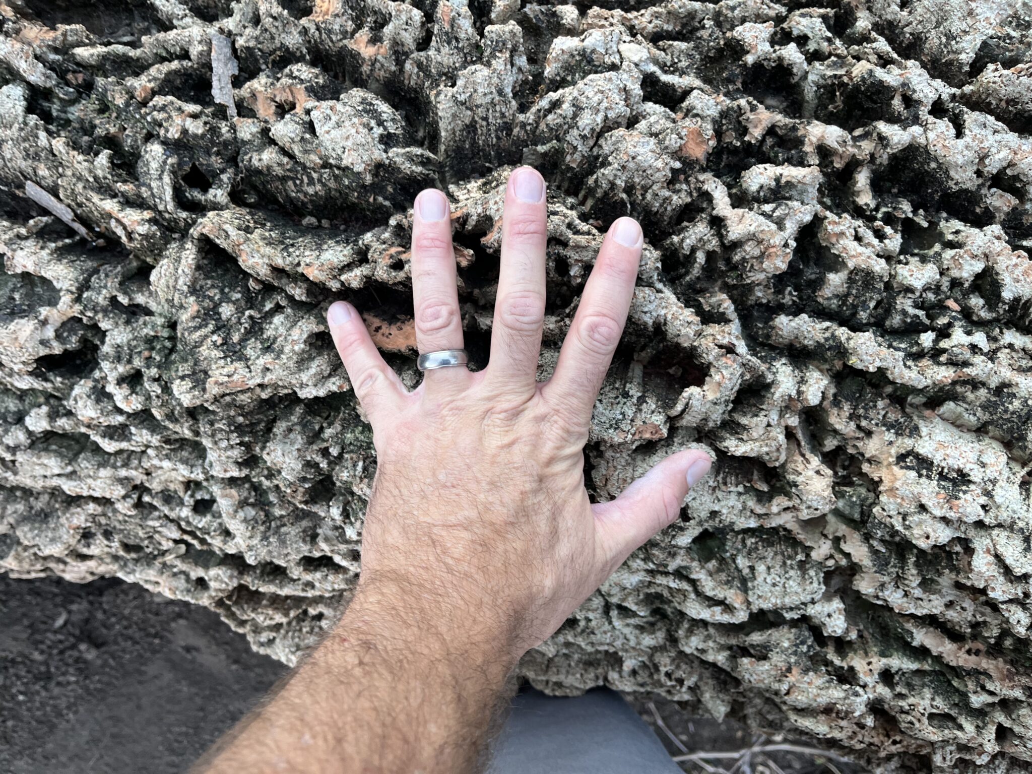 Reducing Risks Posed by Hazardous Trees — Environmental Science Associates