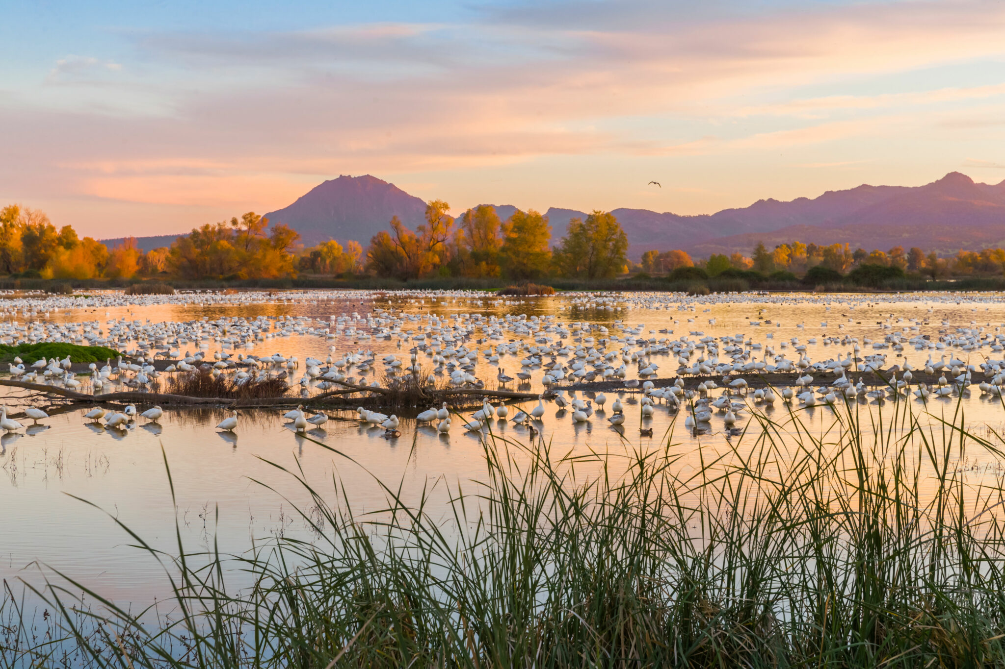 Environmental Science Associates